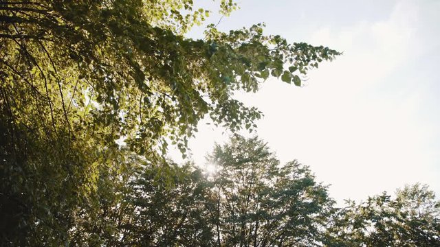 Birch-Trees bilder – Bläddra bland 105 stockfoton, vektorer och videor ...