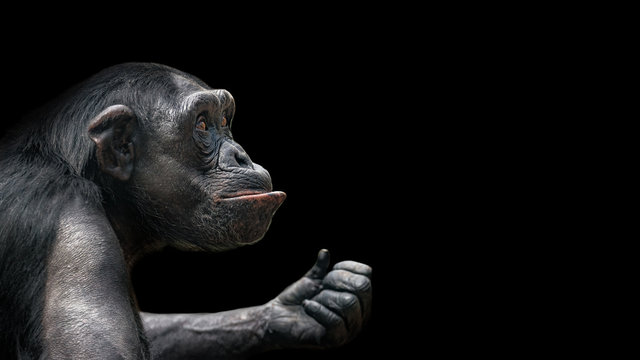 Chimpanzee Face Profile