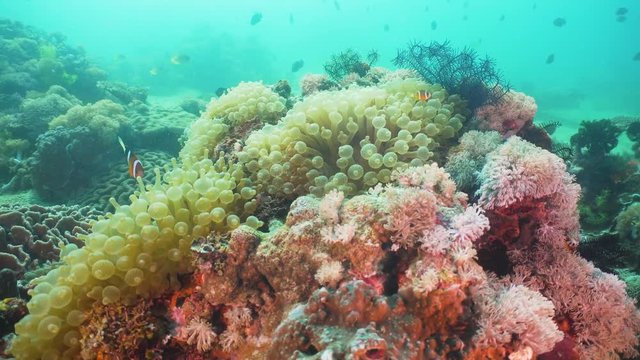 Actinia Bilder Durchsuchen 3 392 Archivfotos Vektorgrafiken Und