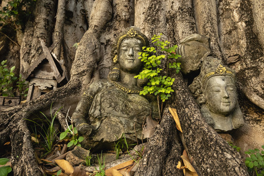 Tree Woman With Roots Images – Browse 18,329 Stock Photos, Vectors, and ...