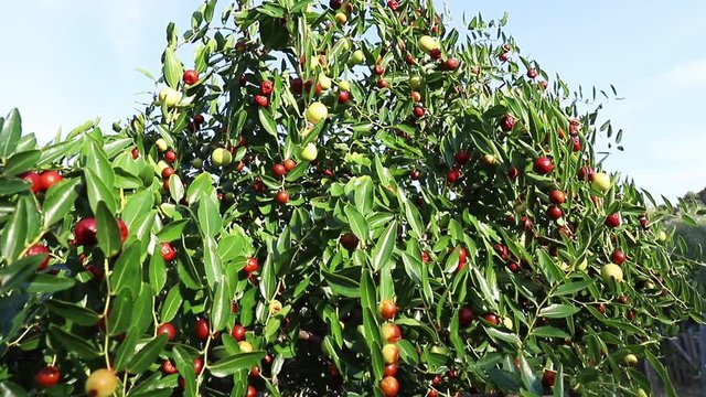 Giuggiole Images – Browse 173 Stock Photos, Vectors, and Video | Adobe ...