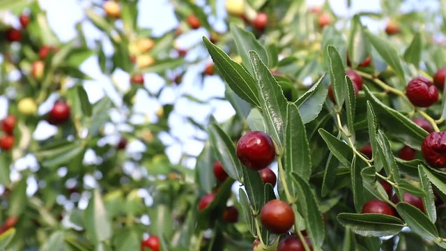 Giuggiole Images – Browse 173 Stock Photos, Vectors, and Video | Adobe ...