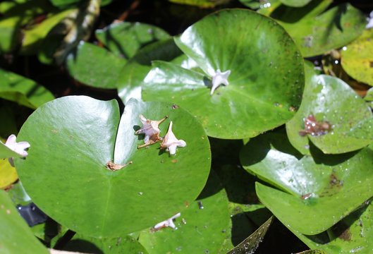 รูปภาพ"Lilly Pad" – เลือกดูภาพถ่ายสต็อก เวกเตอร์ และวิดีโอ26,924 ...