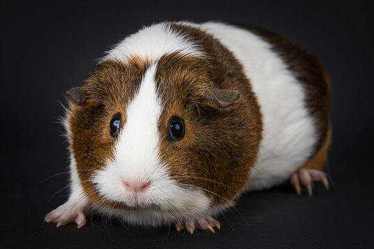 "Cavia Porcellus" Images – Browse 2,020 Stock Photos, Vectors, and ...