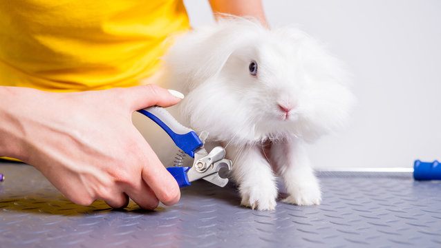 Rabbit Grooming Bilder – Durchsuchen 30,971 Archivfotos, Vektorgrafiken ...