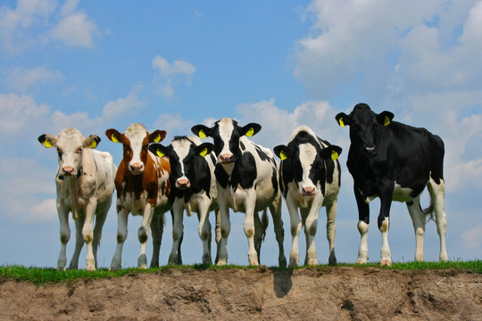 รูปภาพBullen – เลือกดูภาพถ่ายสต็อก เวกเตอร์ และวิดีโอ883 | Adobe Stock