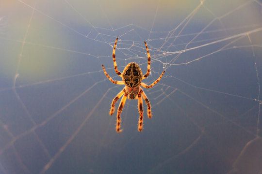 รูปภาพRadnetzspinne – เลือกดูภาพถ่ายสต็อก เวกเตอร์ และวิดีโอ1,071 ...