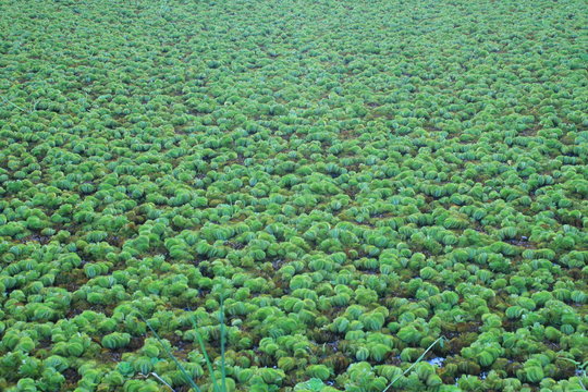 "Water Cabbage" Images – Browse 1,644 Stock Photos, Vectors, and Video ...