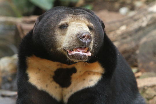 Beruang Images – Browse 156 Stock Photos, Vectors, and Video | Adobe Stock