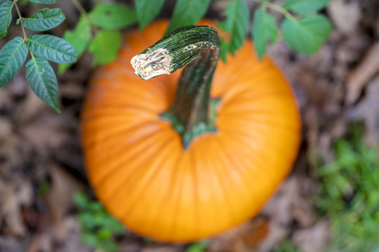 Rachel Lerch photos, images, assets | Adobe Stock