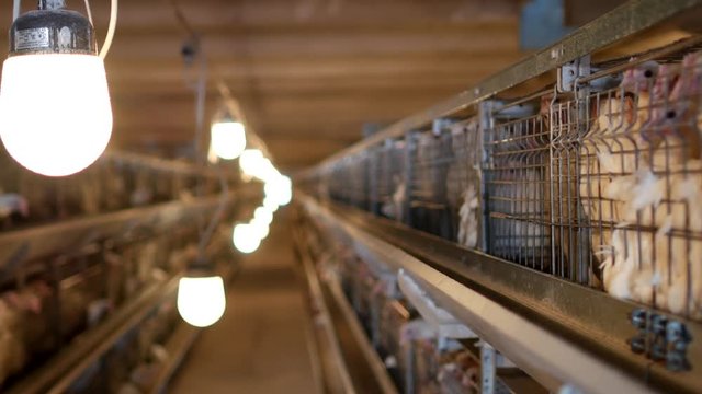 Fowl-Run Images – Browse 359 Stock Photos, Vectors, and Video | Adobe Stock