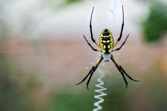 "Writing Spider" Images – Browse 320 Stock Photos, Vectors, and Video ...