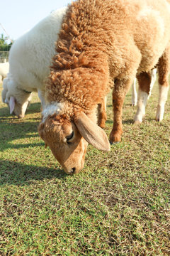 รูปภาพBaa-Lamb – เลือกดูภาพถ่ายสต็อก เวกเตอร์ และวิดีโอ356 | Adobe Stock