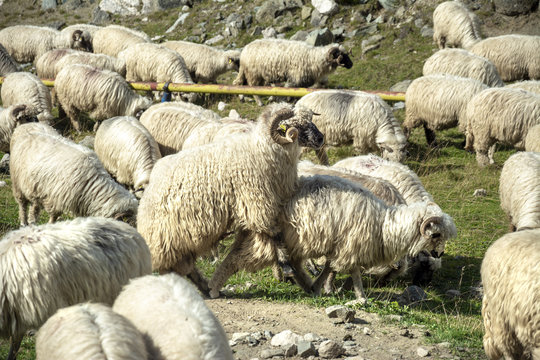 Schafhirte bilder – Bläddra bland 202 stockfoton, vektorer och videor ...