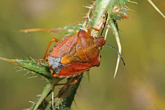 Cimice Images – Browse 573 Stock Photos, Vectors, and Video | Adobe Stock