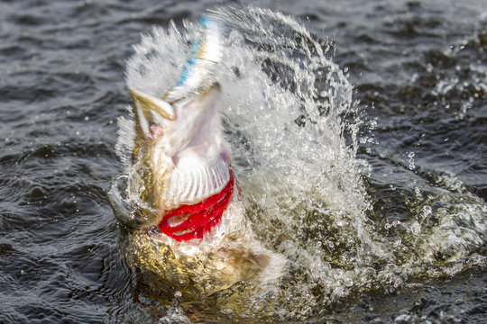 "Northern Pike" Images – Browse 8,442 Stock Photos, Vectors, and Video ...