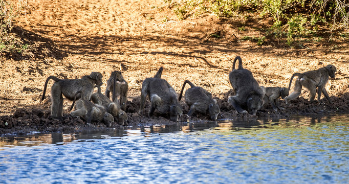 "Safari Africa"-Bilder: Stock-Fotos & -Videos. | Adobe Stock