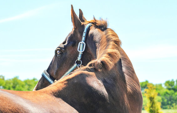 Horse Looking Back Images – Browse 2,011 Stock Photos, Vectors, and ...