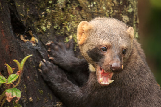 รูปภาพTayra – เลือกดูภาพถ่ายสต็อก เวกเตอร์ และวิดีโอ1,173 | Adobe Stock