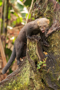 รูปภาพTayra – เลือกดูภาพถ่ายสต็อก เวกเตอร์ และวิดีโอ1,173 | Adobe Stock