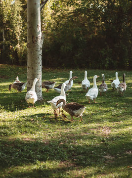 Patitos Bilder – Durchsuchen 495 Archivfotos, Vektorgrafiken und Videos ...