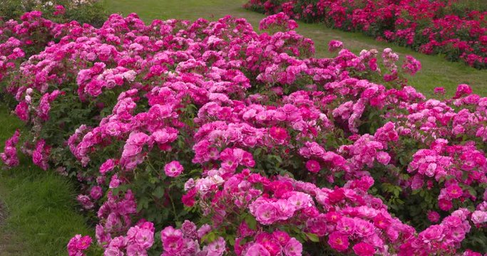 Emely Images – Browse 109 Stock Photos, Vectors, and Video | Adobe Stock