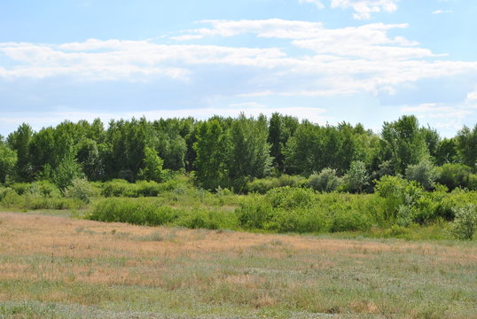 Forest-Steppe Images – Browse 1,232 Stock Photos, Vectors, and Video ...