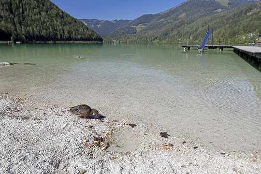 Erlaufsee Bilder – Durchsuchen 316 Archivfotos, Vektorgrafiken und ...