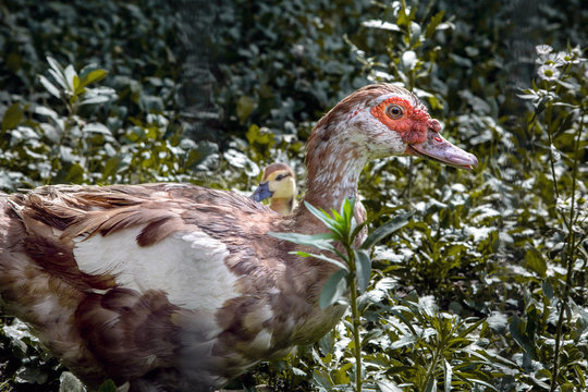 「Manky」の画像 - 180 件の Stock 写真、ベクターおよびビデオ | Adobe Stock