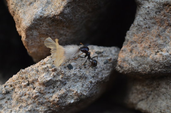 Trascina Images – Browse 38 Stock Photos, Vectors, and Video | Adobe Stock