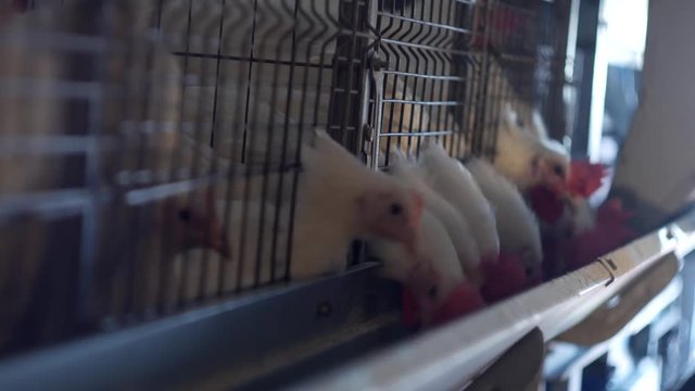 รูปภาพFowl-Run – เลือกดูภาพถ่ายสต็อก เวกเตอร์ และวิดีโอ375 | Adobe Stock