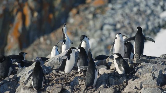 รูปภาพPinguine – เลือกดูภาพถ่ายสต็อก เวกเตอร์ และวิดีโอ3,074 | Adobe Stock