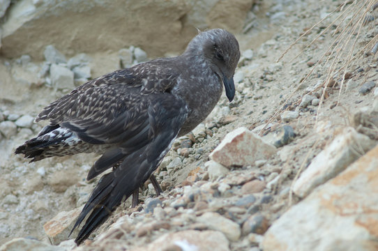 「Mollyhawk」の画像 - 131 件の Stock 写真、ベクターおよびビデオ | Adobe Stock