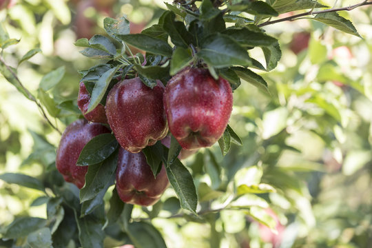 「Starkrimson」の画像 - 58 件の Stock 写真、ベクターおよびビデオ | Adobe Stock