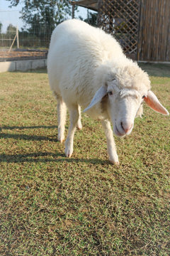 รูปภาพBaa-Lamb – เลือกดูภาพถ่ายสต็อก เวกเตอร์ และวิดีโอ387 | Adobe Stock