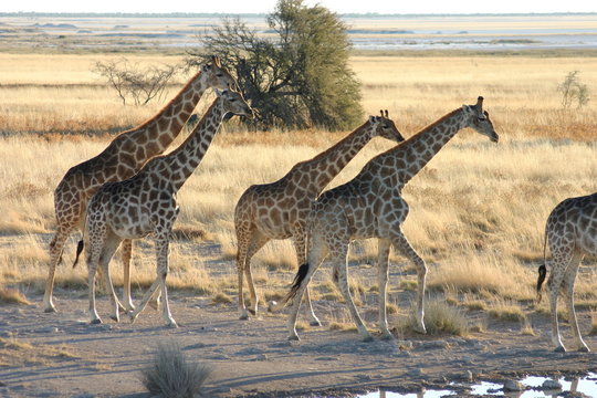 Kameelperd Images – Browse 36 Stock Photos, Vectors, and Video | Adobe ...