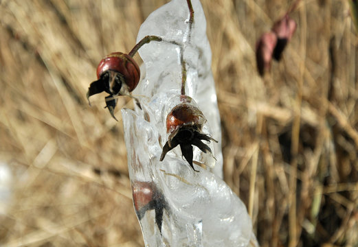 รูปภาพForzen – เลือกดูภาพถ่ายสต็อก เวกเตอร์ และวิดีโอ637 | Adobe Stock