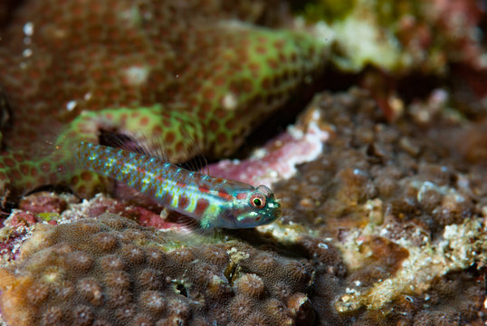 Guttata Images – Parcourir 1,712 le catalogue de photos, vecteurs et ...