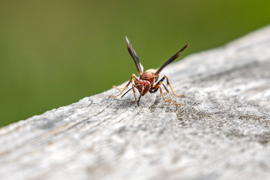 "Red Wasp" Images – Browse 203 Stock Photos, Vectors, and Video | Adobe ...