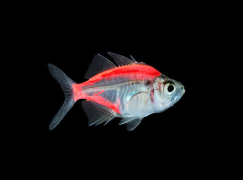 Glassfish Images – Browse 1,484 Stock Photos, Vectors, and Video ...