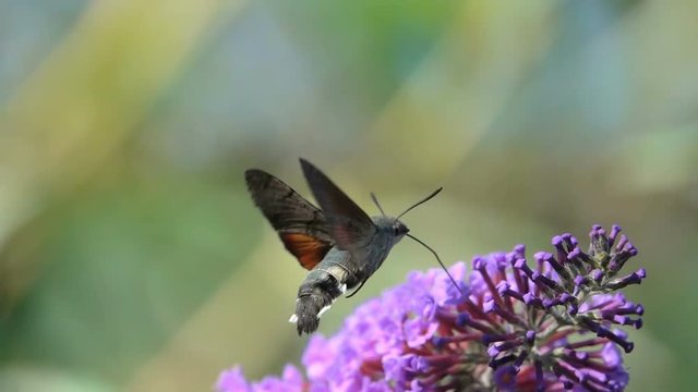 รูปภาพ"Sphinx Moth" – เลือกดูภาพถ่ายสต็อก เวกเตอร์ และวิดีโอ12,930 ...