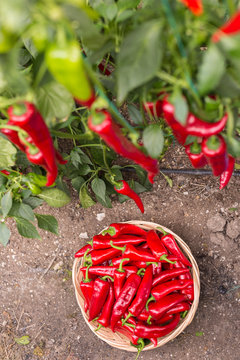 ahmet gul photos, images, assets | Adobe Stock