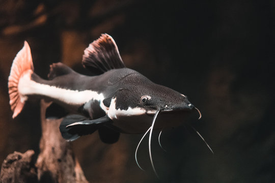 Bagre Bilder – Durchsuchen 152 Archivfotos, Vektorgrafiken und Videos ...