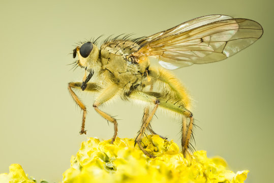 "Yellow Dung Fly" Images – Browse 481 Stock Photos, Vectors, and Video ...