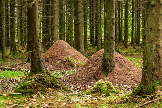 Granskog Images – Browse 90 Stock Photos, Vectors, and Video | Adobe Stock