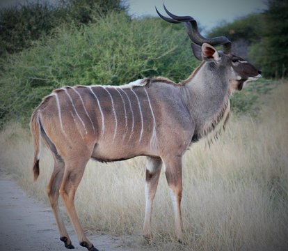 70 BEST Koedoe IMAGES, STOCK PHOTOS & VECTORS | Adobe Stock