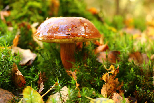 「Braunkappe」の写真素材 | 626件の無料イラスト画像 | Adobe Stock