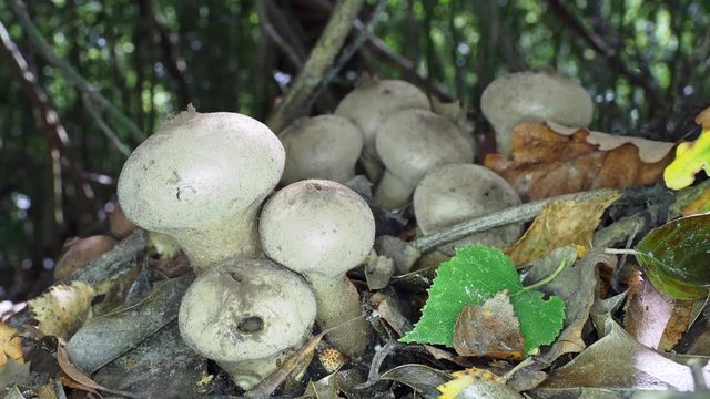 Pers Video Footage – Browse 147 HD Stock Video and Footage | Adobe Stock