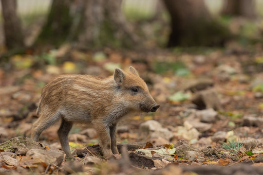 Marcassin 이미지 – 찾아보기 2,932 스톡 사진, 벡터 및 비디오 | Adobe Stock