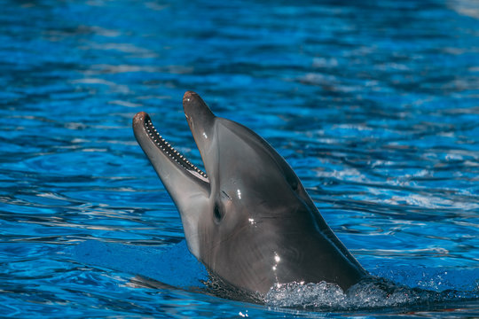 "Dolphin Face" Images – Browse 33 Stock Photos, Vectors, and Video ...